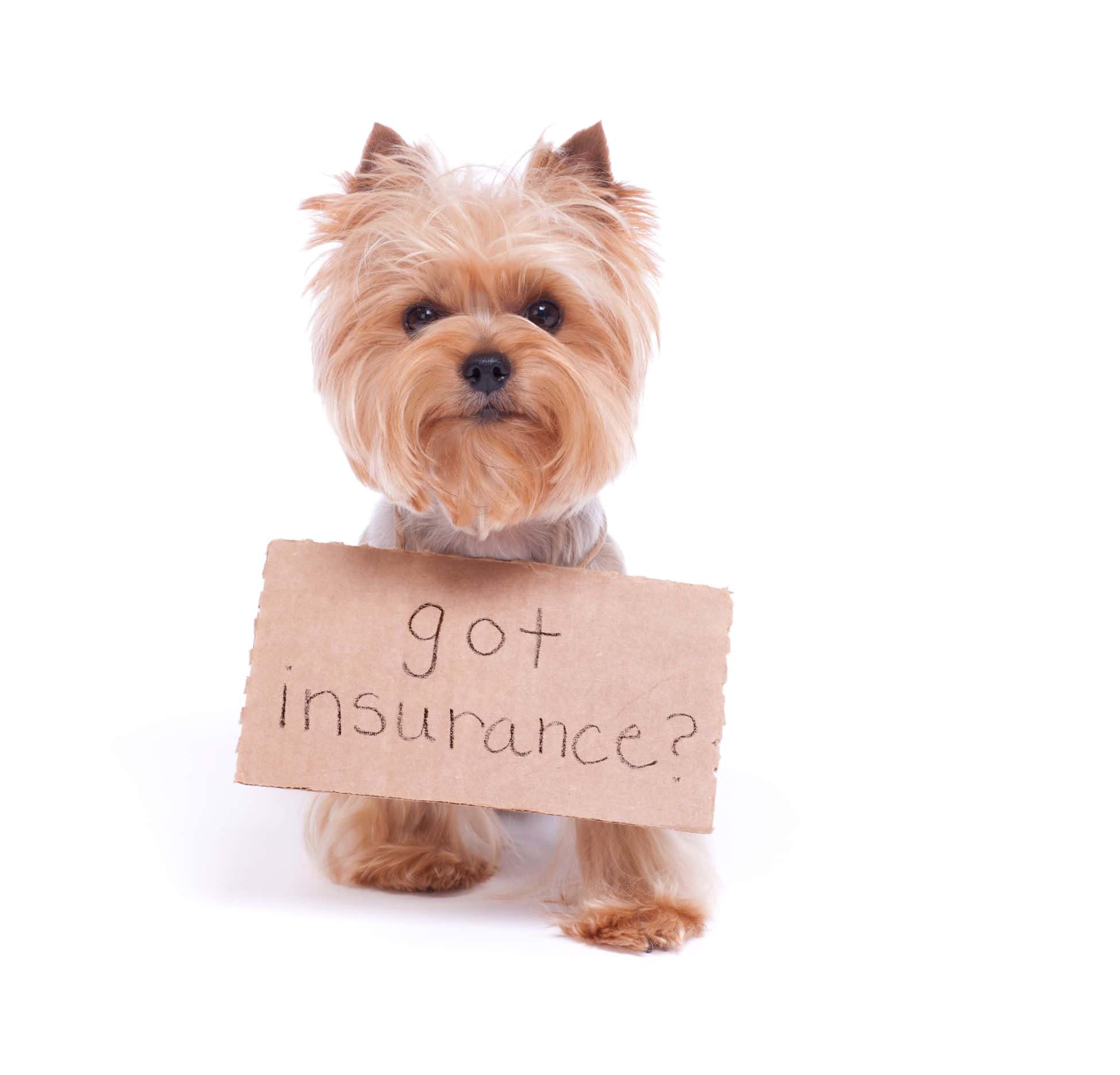 The Benefits of Pet Insurance: Protecting Your Pet and Your Wallet ...