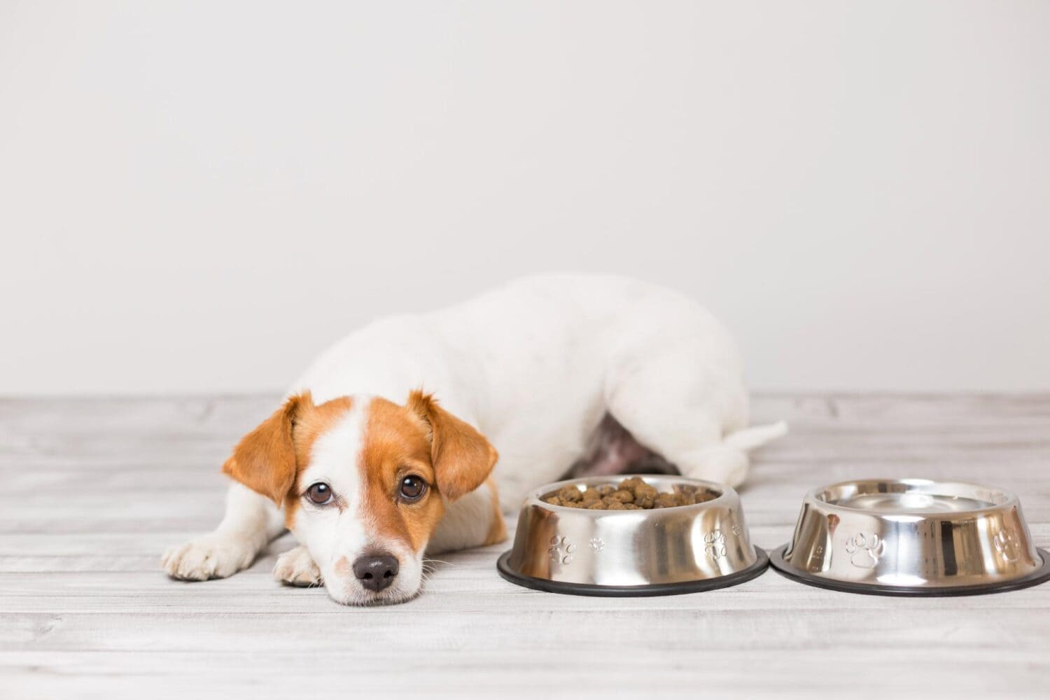 My Dog Is Not Eating: Causes and What To Do | Cherry Creek Veterinary ...